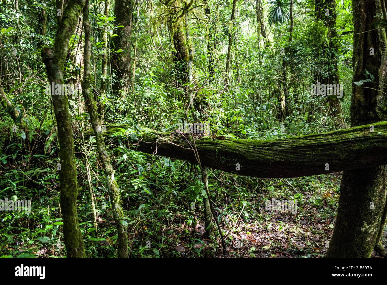 Flora, Holy Forest of Bemazava. Nosy Be, Madagascar Stock Photo - Alamy