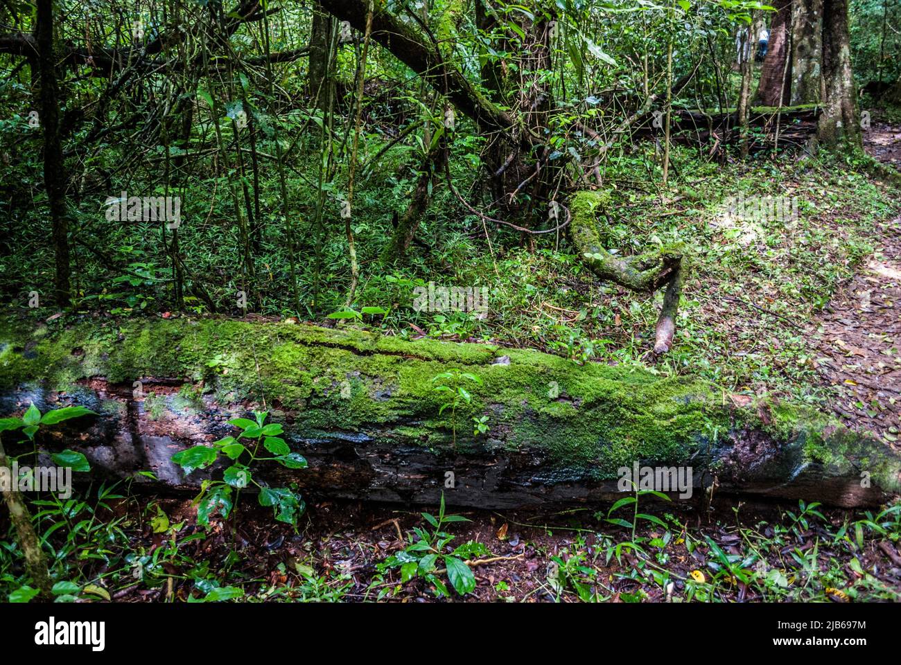 Flora, Holy Forest of Bemazava. Nosy Be, Madagascar Stock Photo - Alamy