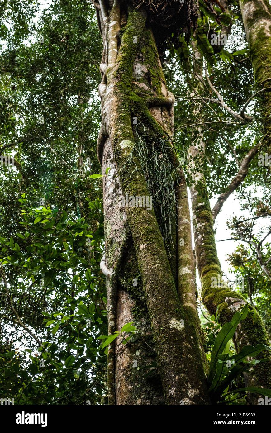 Flora, Holy Forest of Bemazava. Nosy Be, Madagascar Stock Photo - Alamy