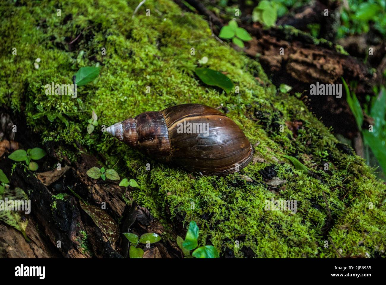 Giant african snail madagascar hi-res stock photography and images - Alamy