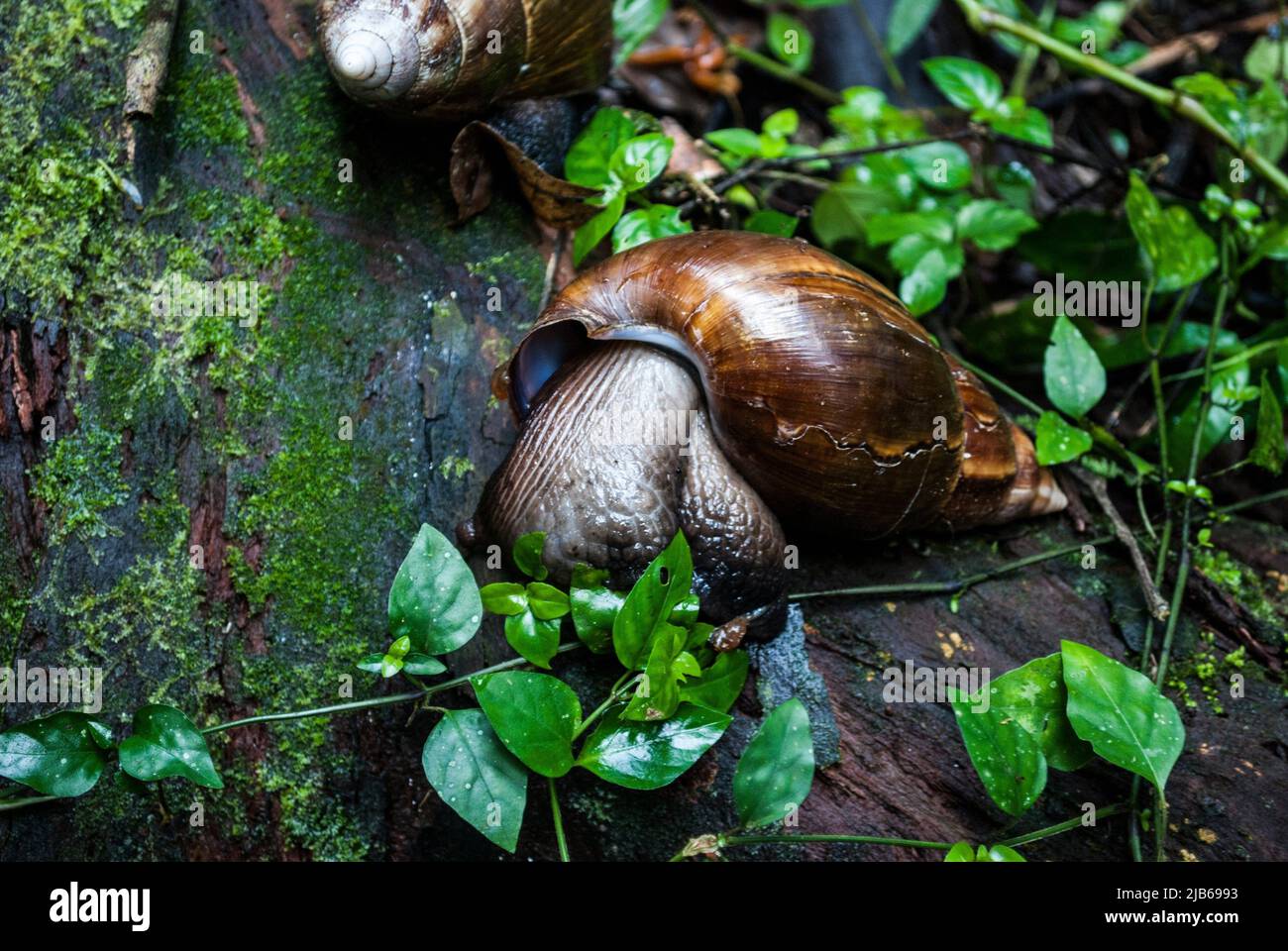 Giant african snail madagascar hi-res stock photography and images - Alamy