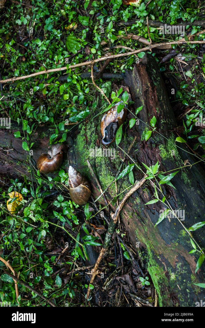 Giant african snail madagascar hi-res stock photography and images - Alamy