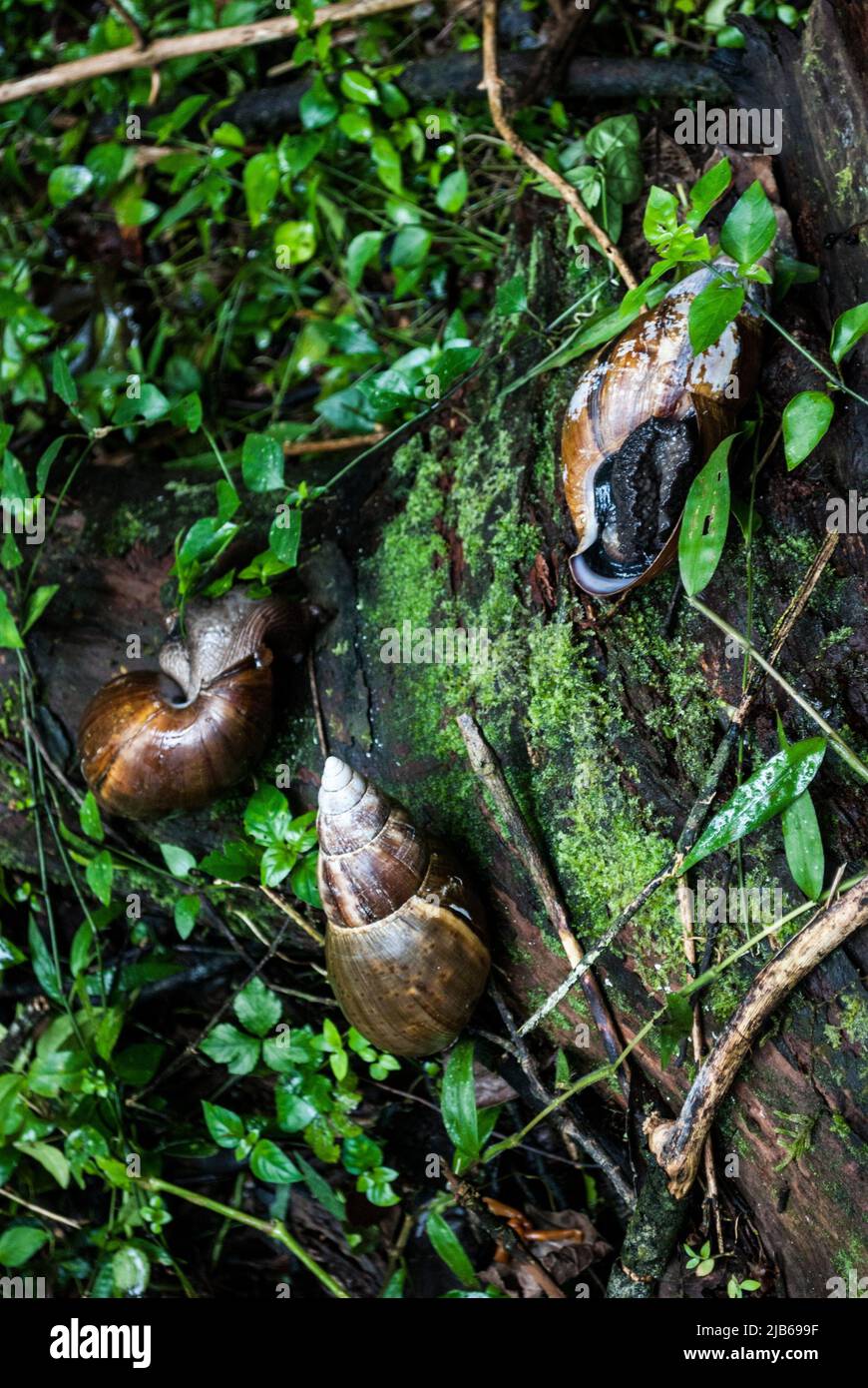 Giant african snail madagascar hi-res stock photography and images - Alamy