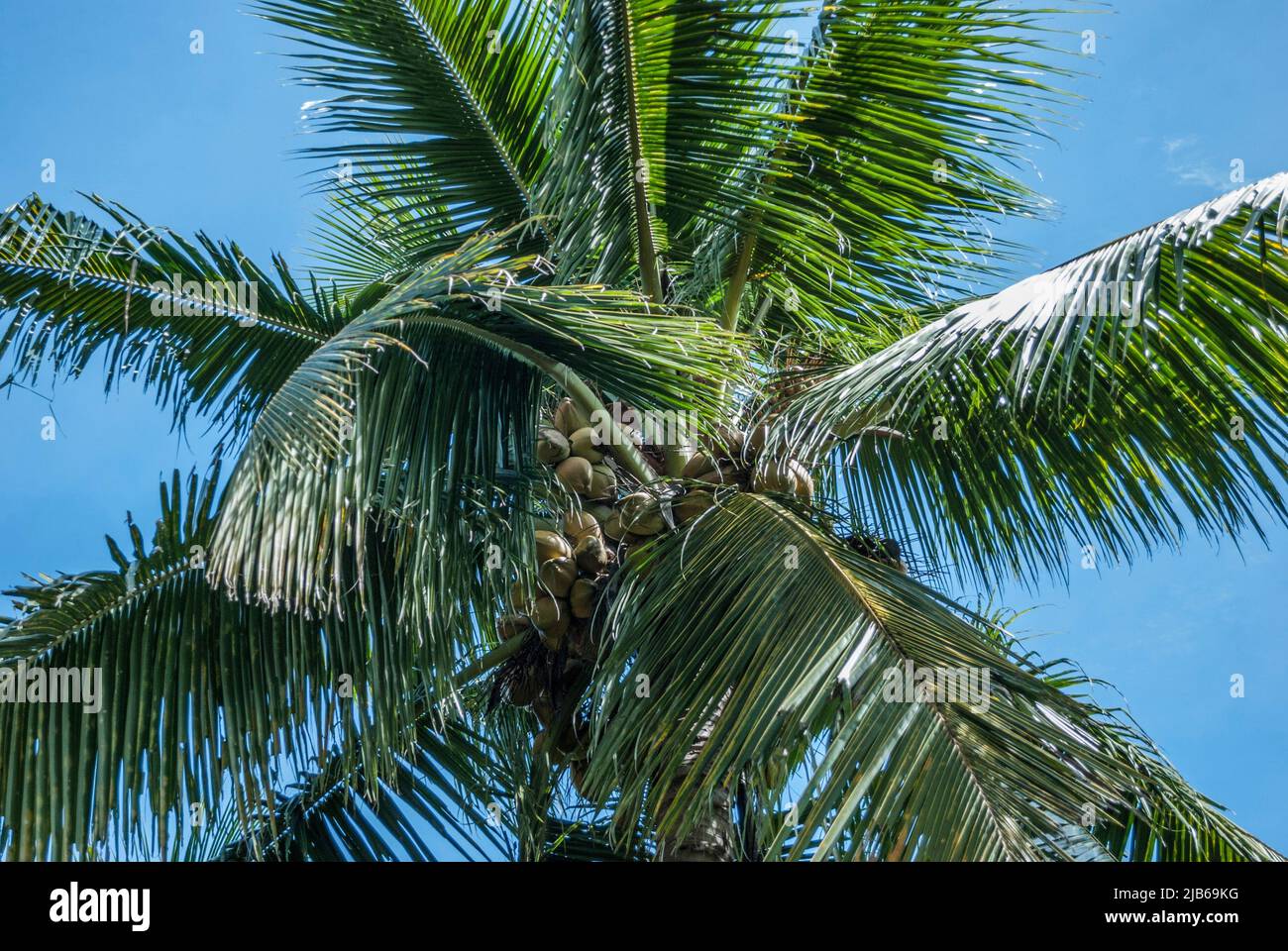 Coconut palm tree cocos nucifera hi-res stock photography and images ...