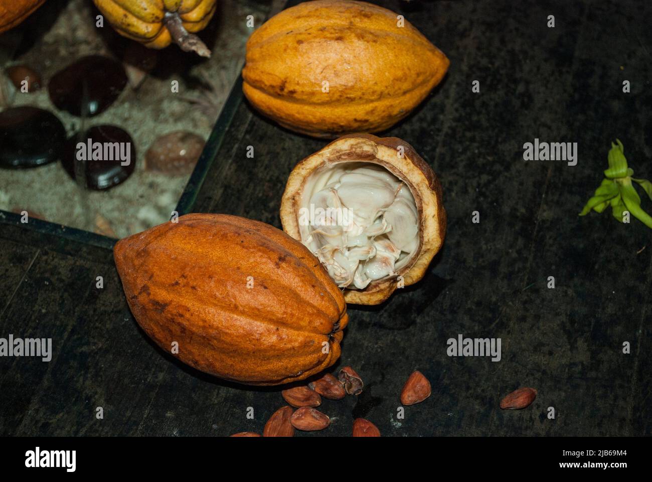 Cocoa beans (Theobroma cacao) display, Nosy Be, Madagascar Stock Photo ...