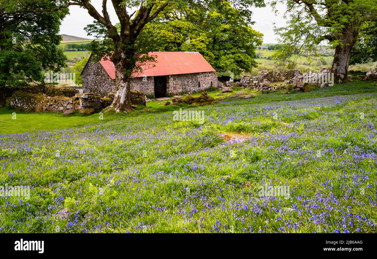 In early June, fields of bluebells surround the abandoned Emsworthy ...