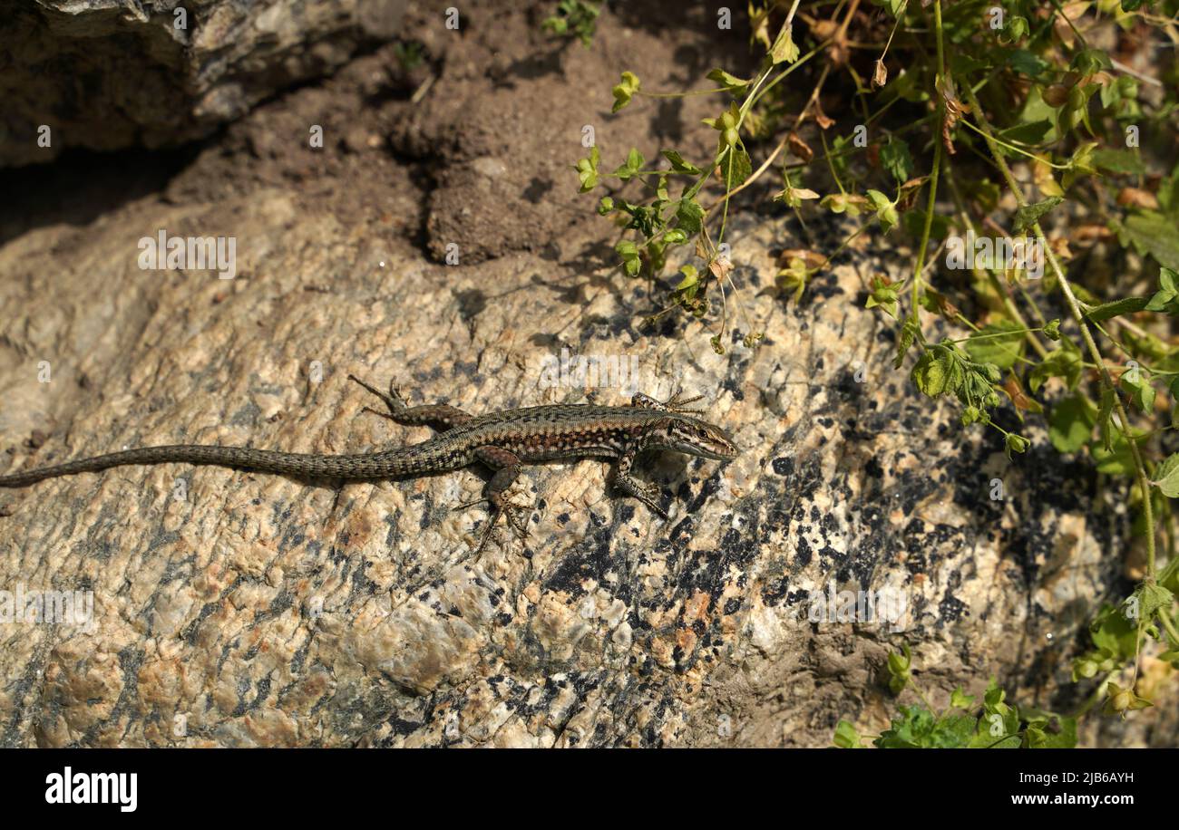 Lizard sunbathing on a rock Stock Photo - Alamy