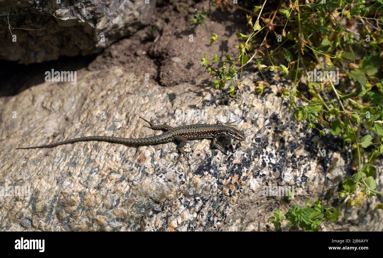 Lizard sunbathing on a rock Stock Photo - Alamy
