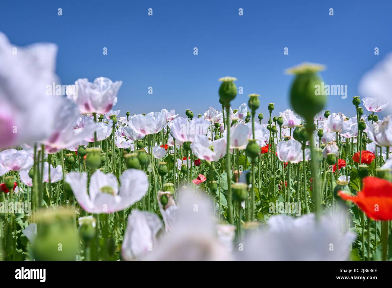 detail of white poppies in full bloom with some red poppies against a ...
