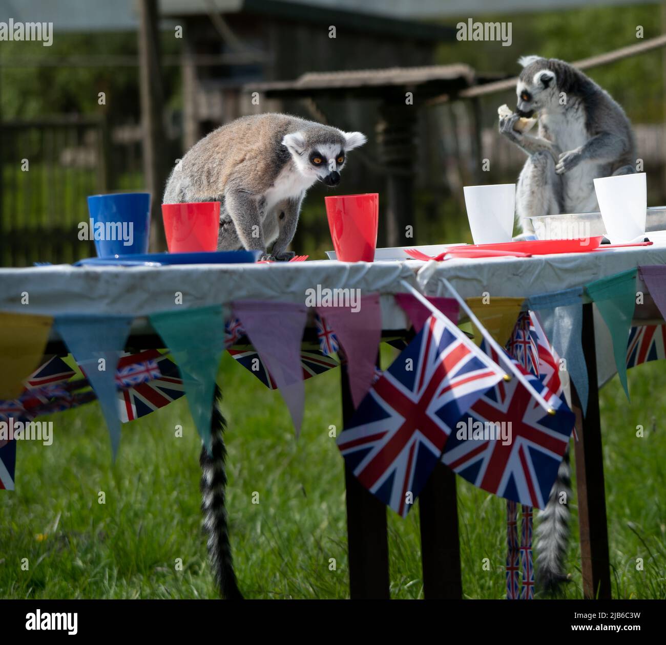 A Ring-tailed Lemur (Lemur catta) celebrates Queen Elizabeth II's ...