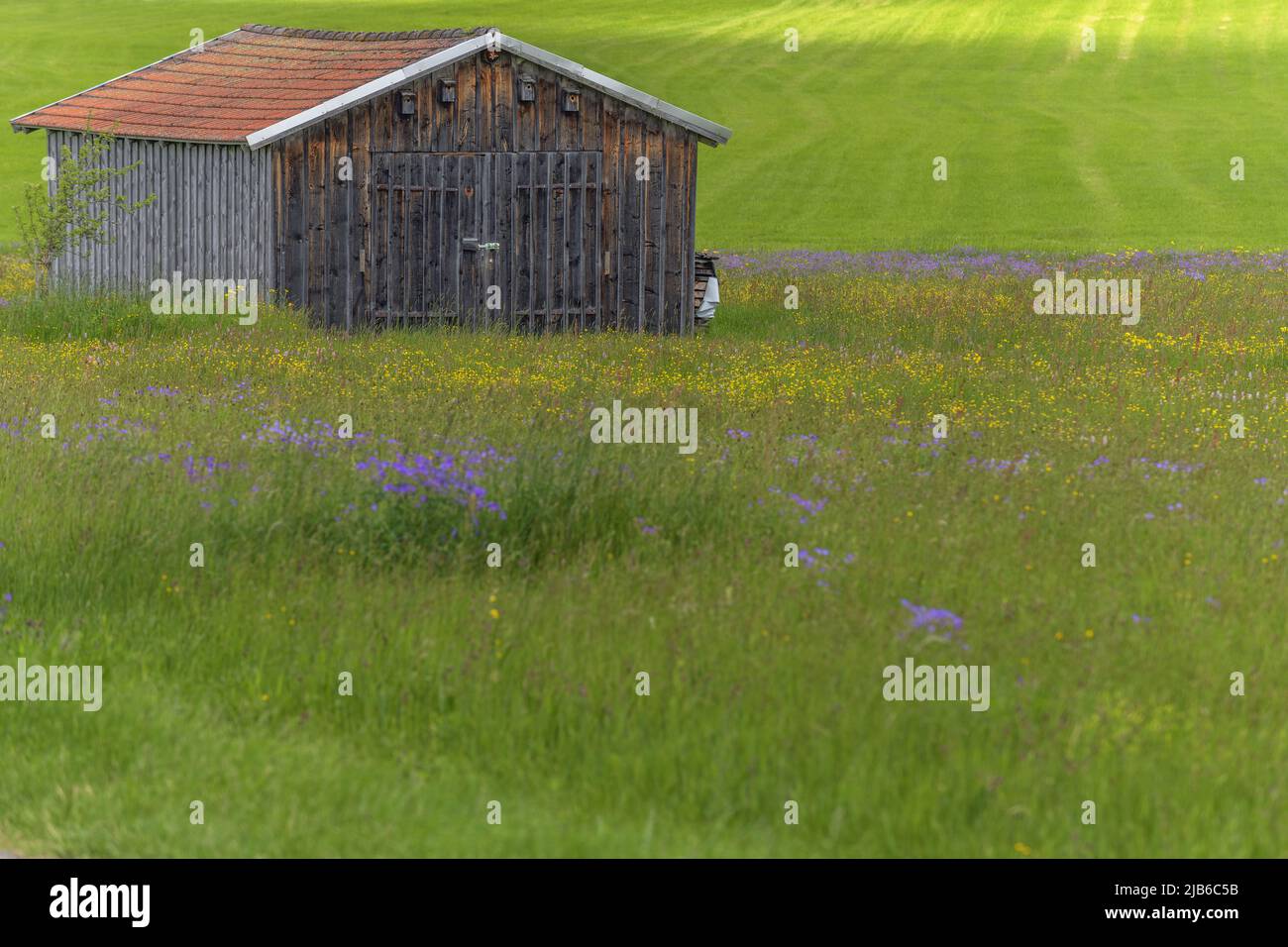 Hut in the nature reserve of Rotenbach meadows in High Black Forest ...