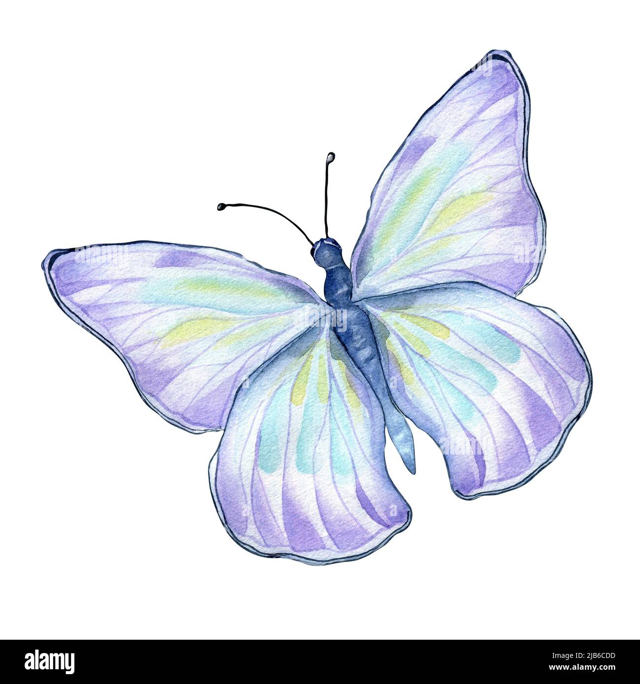 Meadow butterfly watercolor illustration on white background. Blue ...