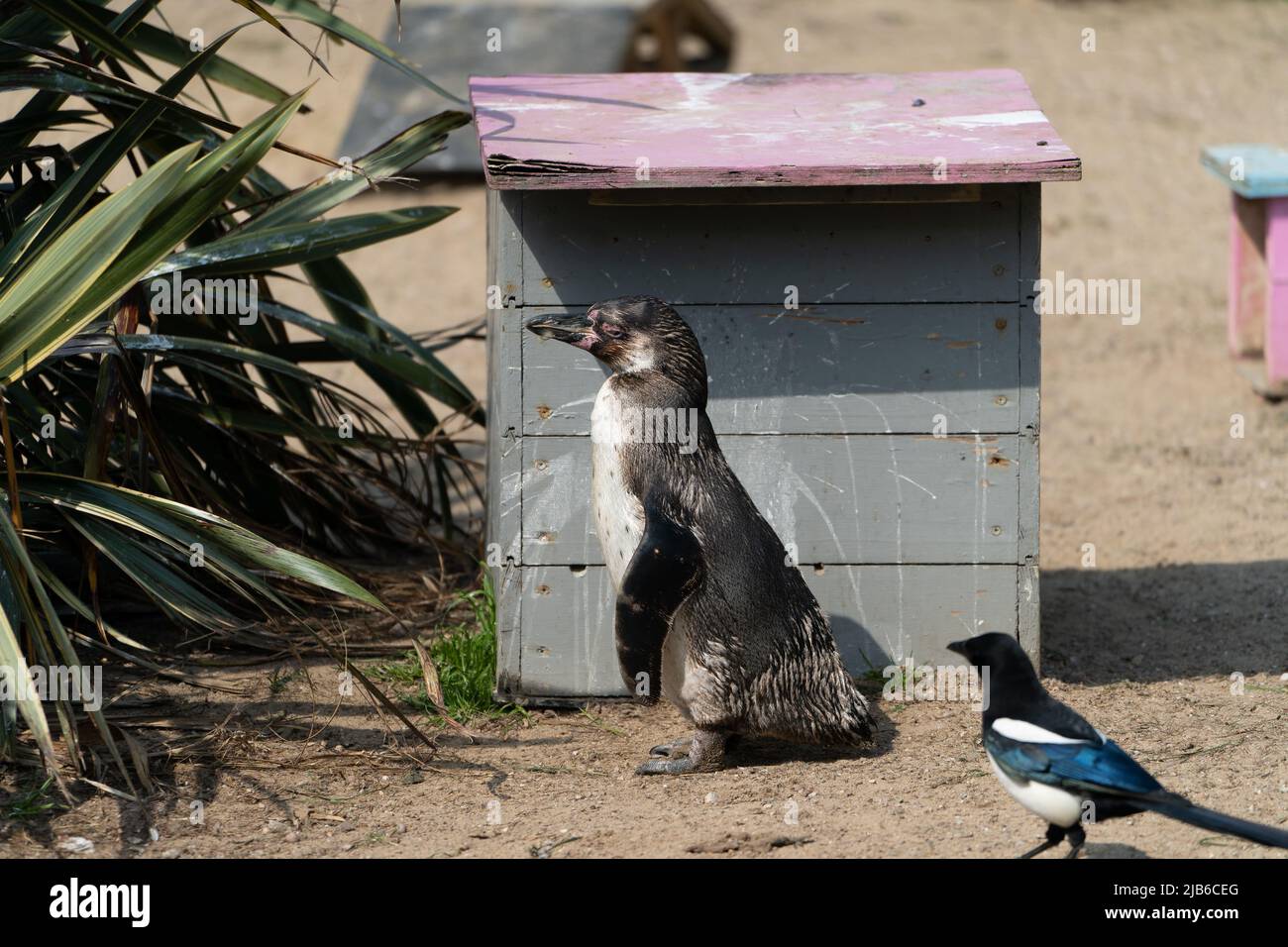 Humboldt penguin beside nesting box with magpie at Peak Wildlife Park ...