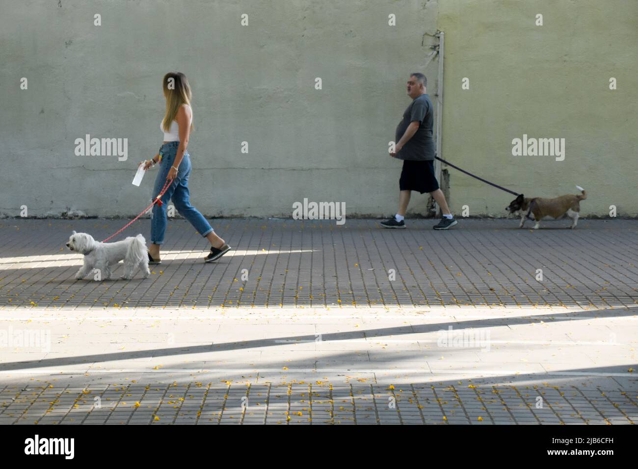 People walking the dog on the street Stock Photo - Alamy