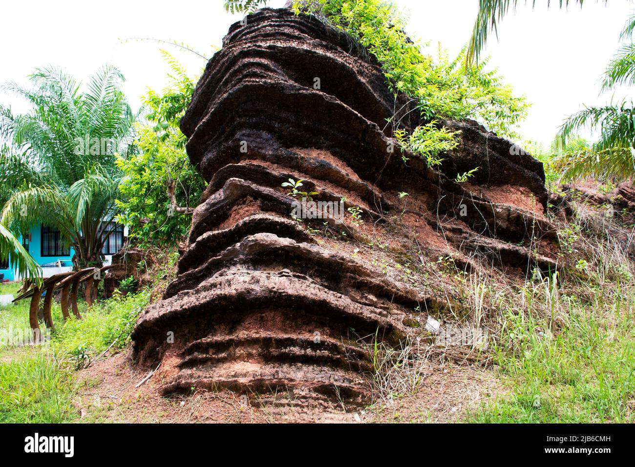 Fossilized stromatolite stone or fossil stromatolith rock in geological ...