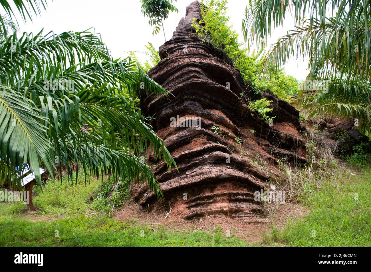 Fossilized stromatolite stone or fossil stromatolith rock in geological ...