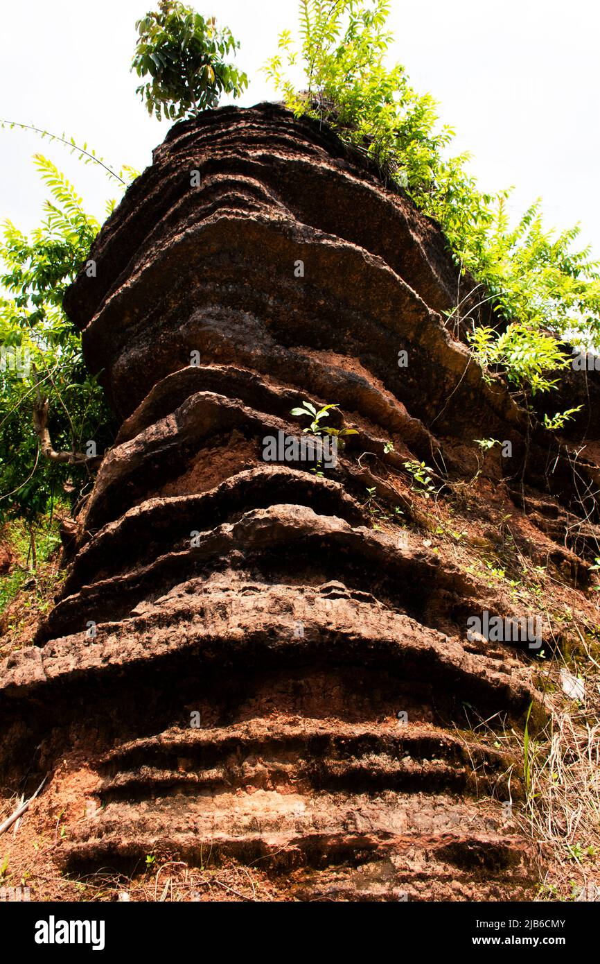 Fossilized stromatolite stone or fossil stromatolith rock in geological ...
