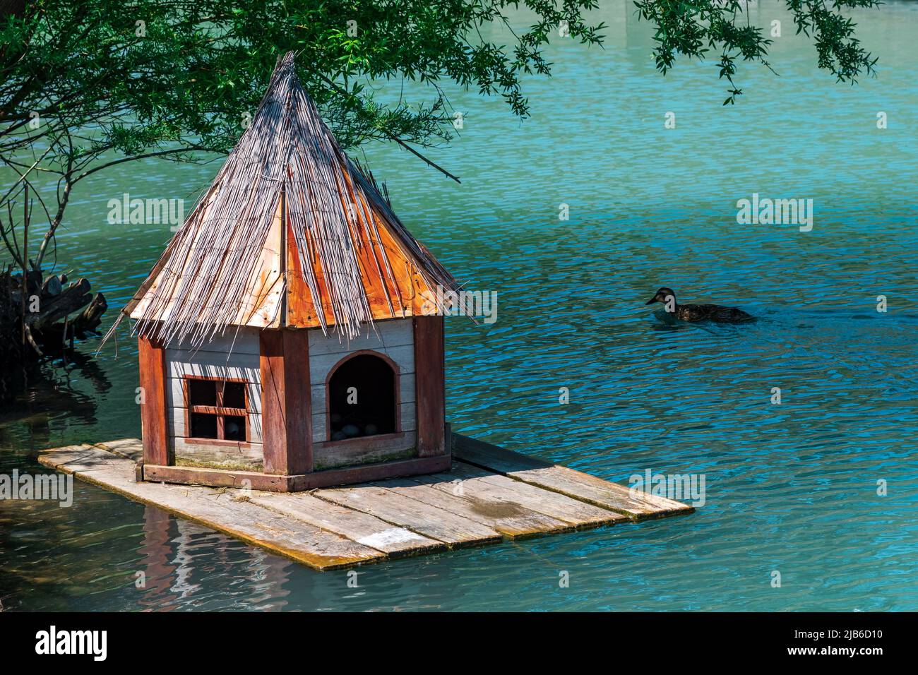 duck house floating on the pond near the shore Stock Photo - Alamy