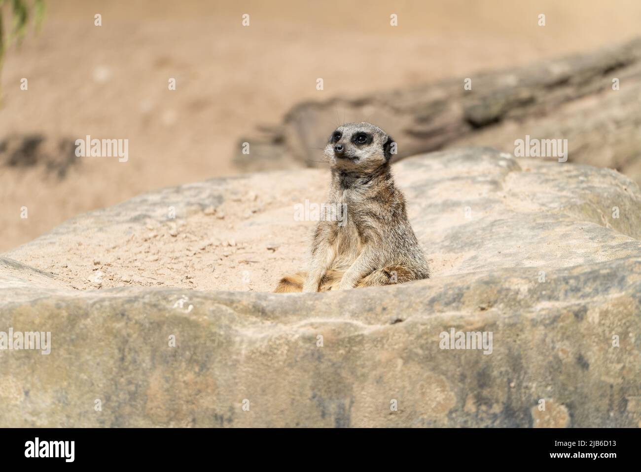 Meerkat standing alert on rocky outcrop at wildlife park Stock Photo ...