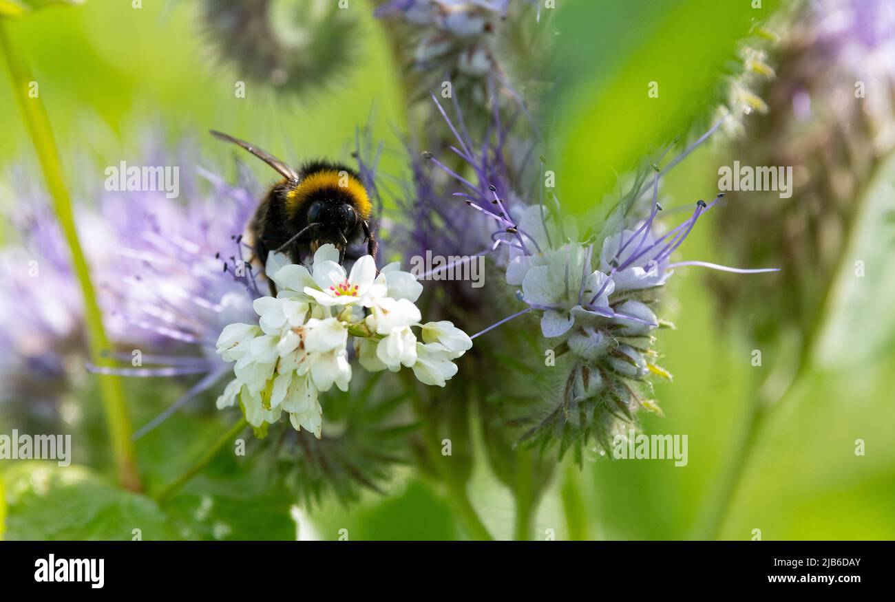 Bumble Bees on flowers in cover crops Stock Photo - Alamy