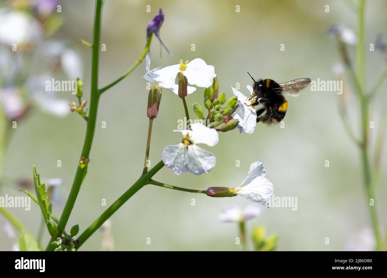 Regenerative agriculture cover crops uk hi-res stock photography and ...