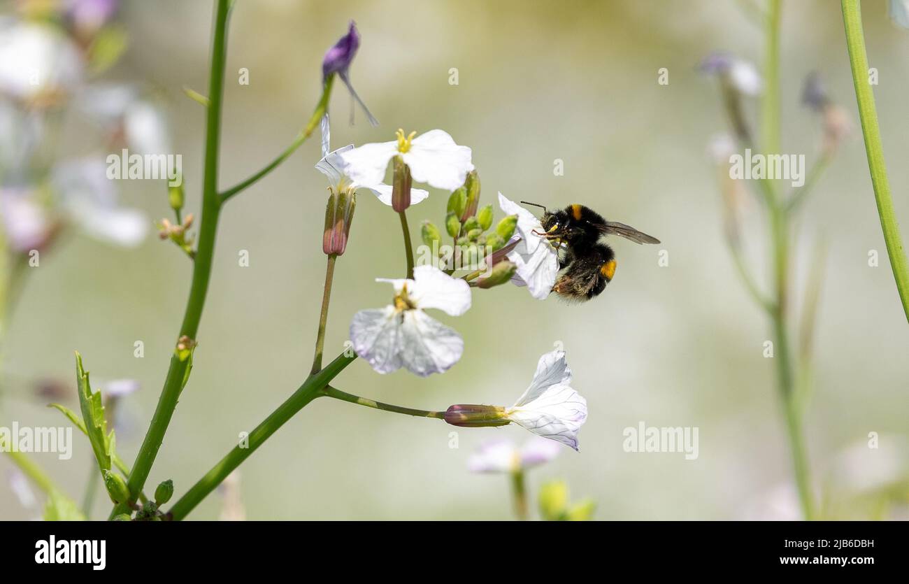 Bumble Bees on flowers in cover crops Stock Photo - Alamy