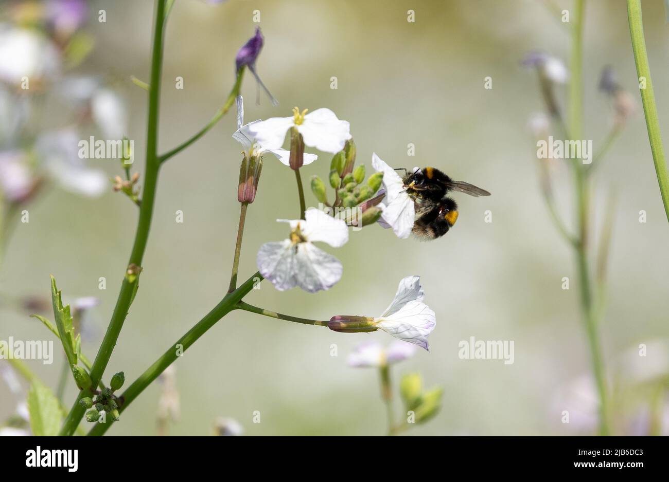 Bumble Bees on flowers in cover crops Stock Photo - Alamy