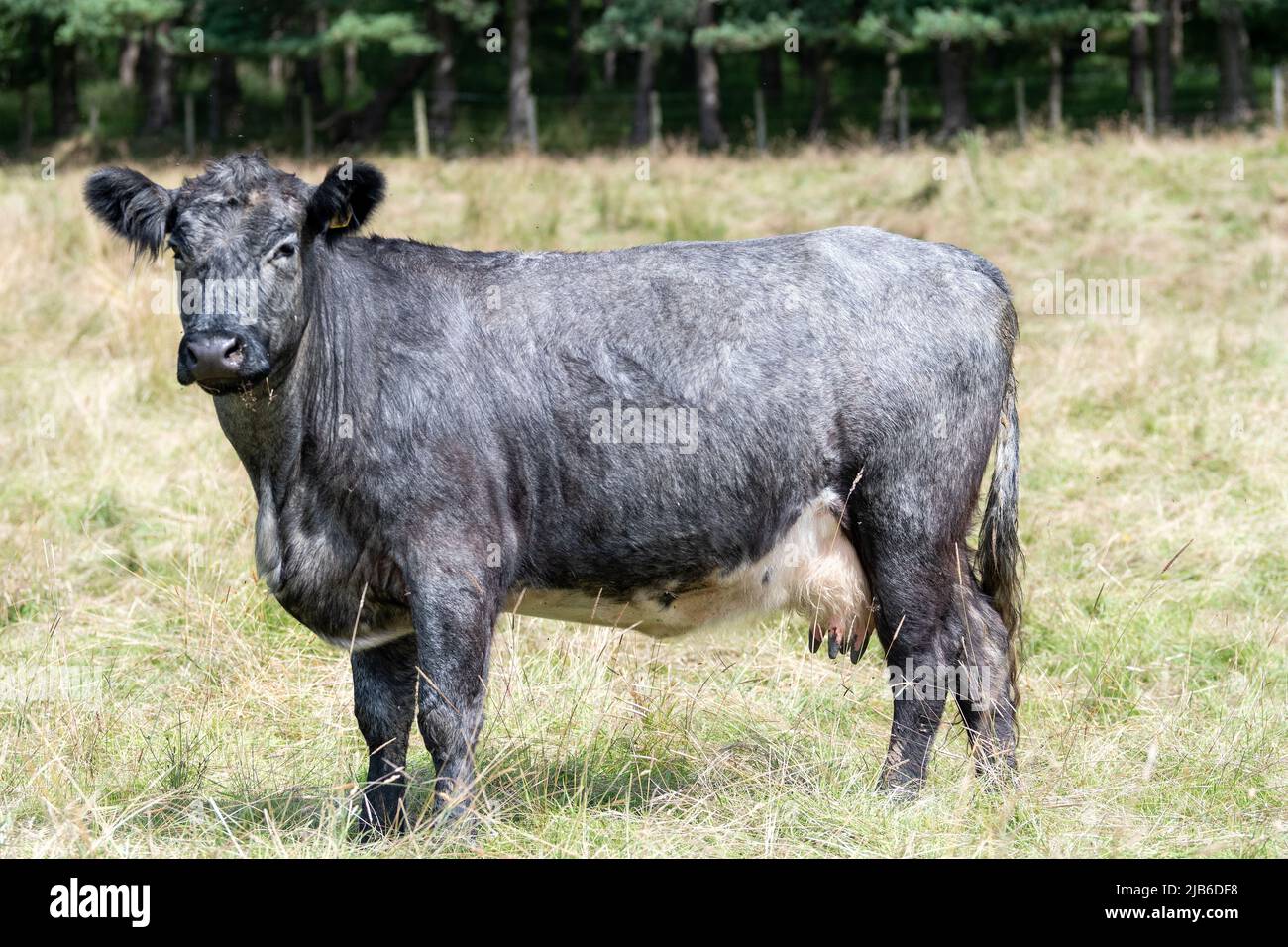 English farming land hi-res stock photography and images - Alamy