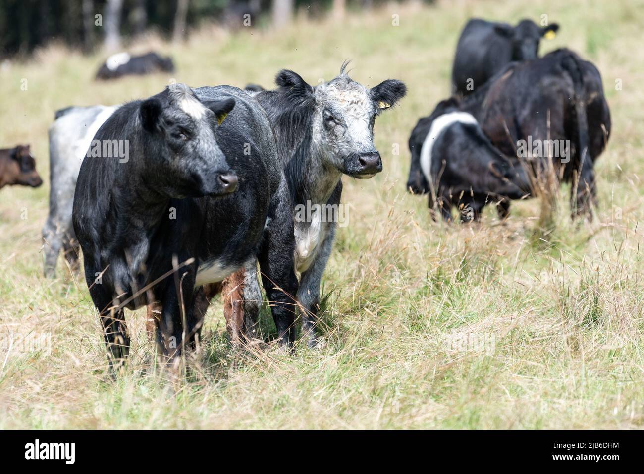 Regenerative agriculture hi-res stock photography and images - Alamy