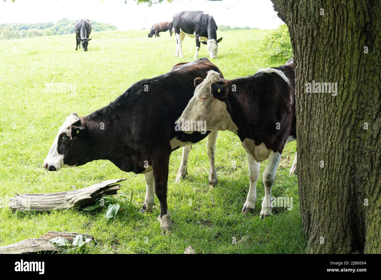 Dairy cattle grazing peacefully in green pasture under tree shade on ...