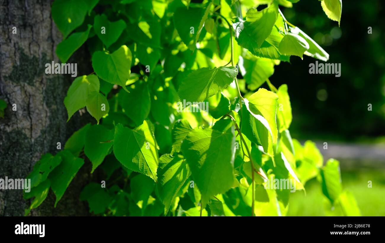 Green leaves and sun in spring shaking from the wind Stock Photo - Alamy