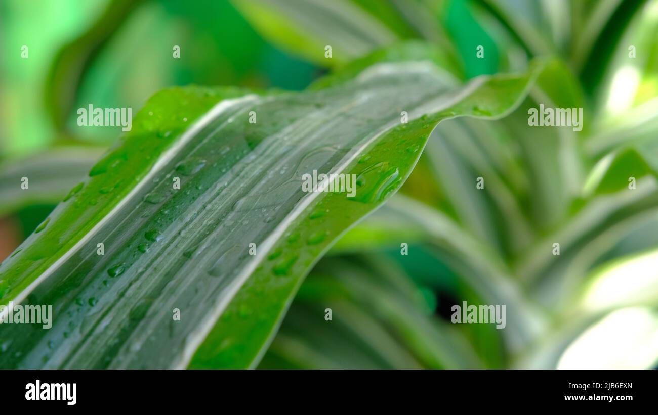 Screw pine plant tree or Pandanus sanderi sander decorated in the ...