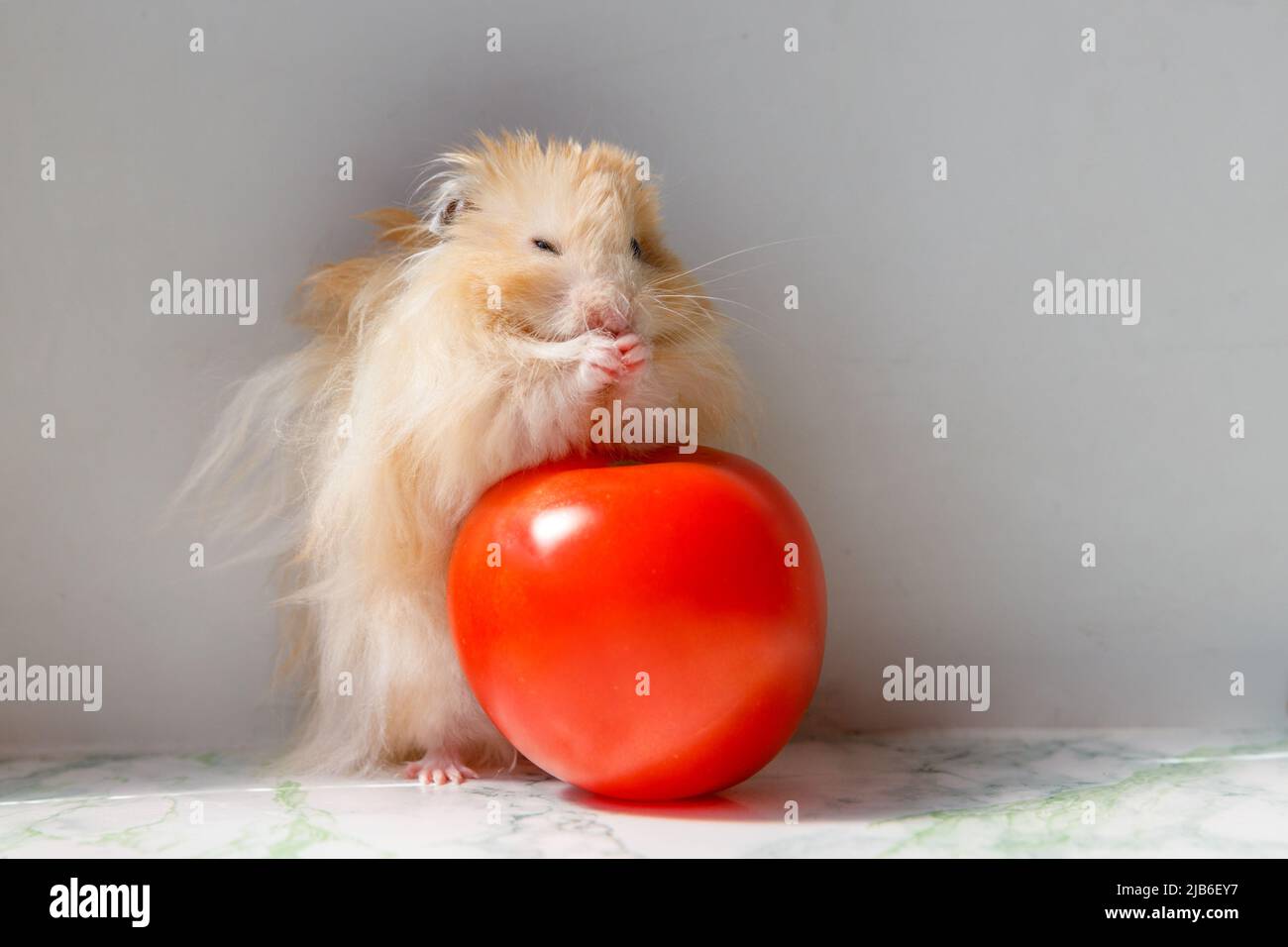fluffy syrian hamster with tomato Stock Photo - Alamy
