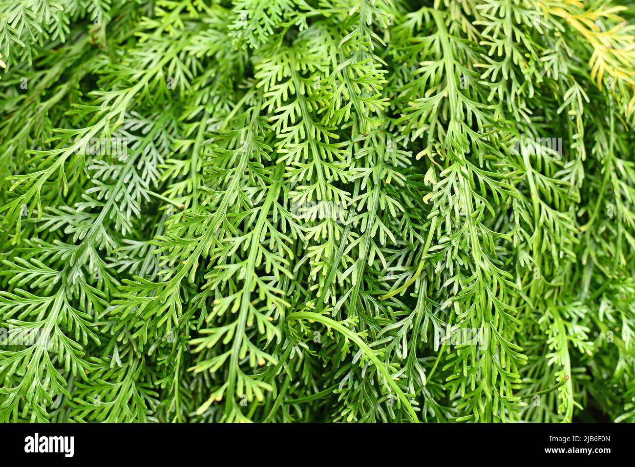 Rue leaved Spleenwort plant. Botanic name 'Asplenium Prolongatum' Stock ...