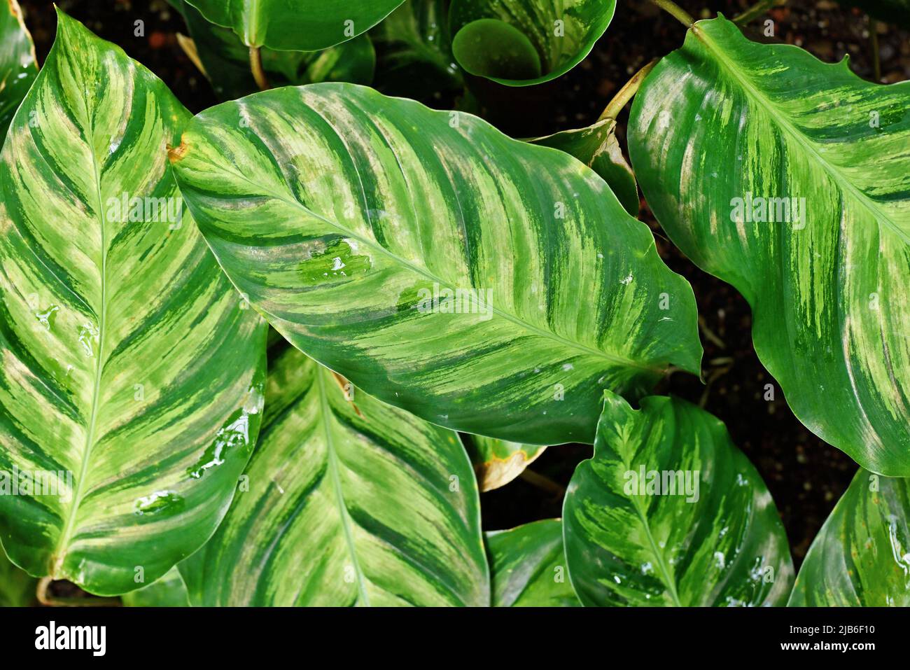 Goeppertia louisae hi-res stock photography and images - Alamy