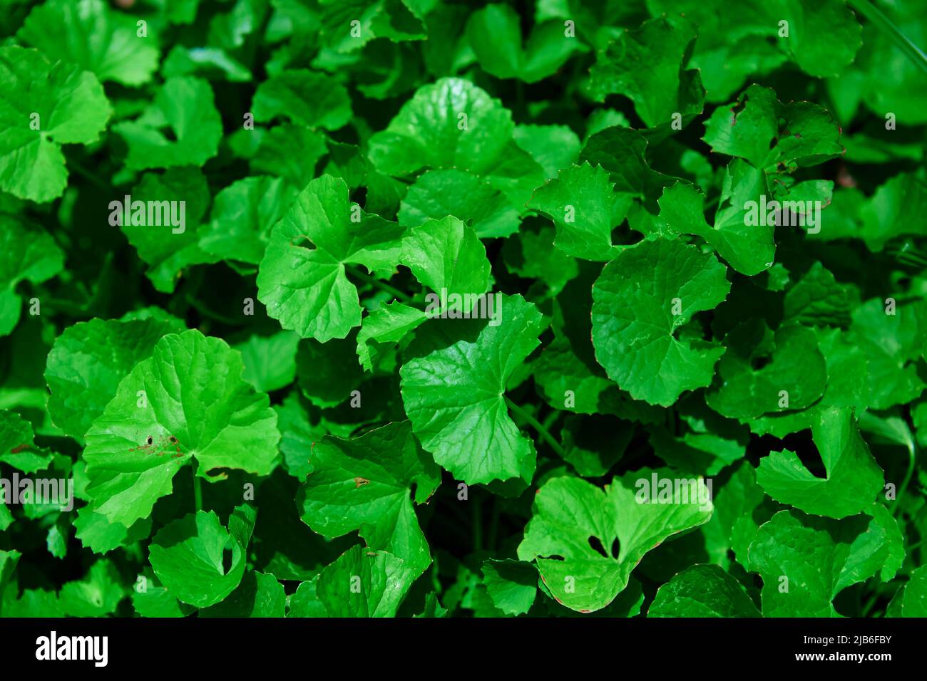 Close-up of green centella asiatica leaves in the garden Stock Photo ...