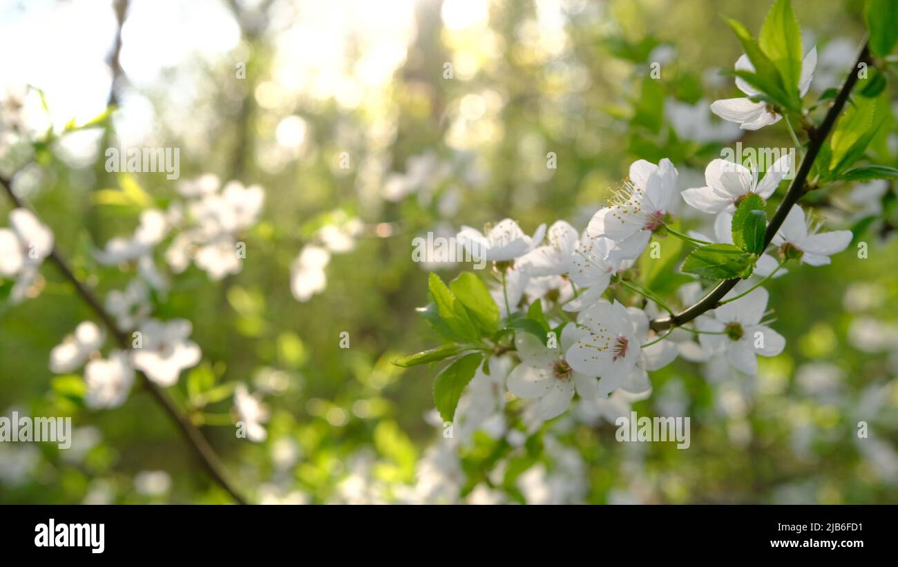 Close up of beautiful white flowers of fruit tree against blurred ...