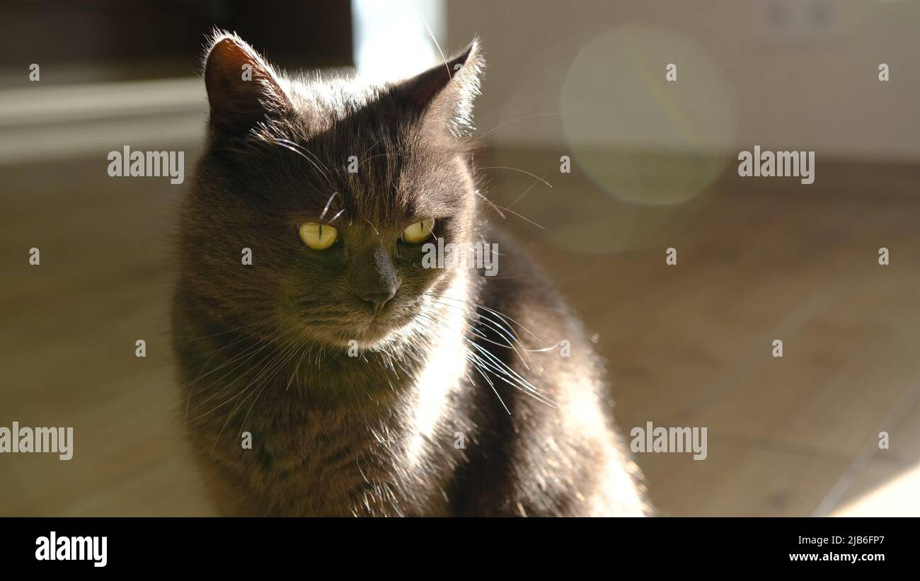 British Shorthair cat. Close up of cat's head with funny curious ...