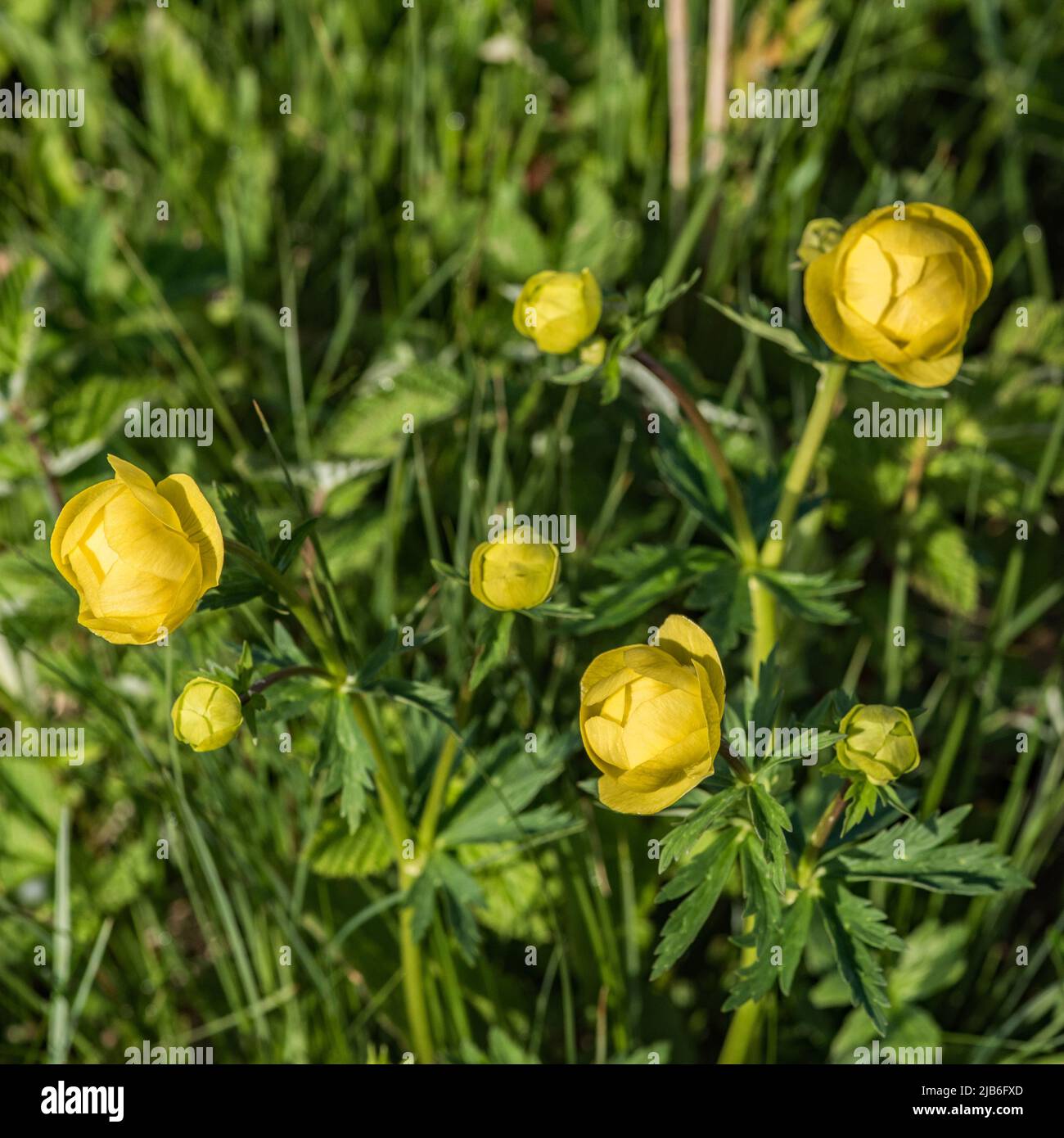 Trollius europaeus, or globeflower, a globe shaped lemon-yellow ...