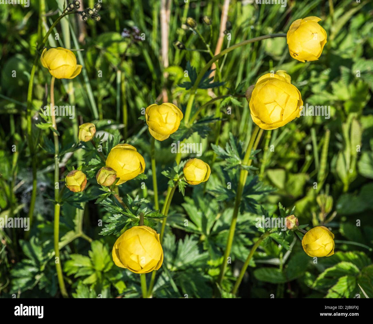 Trollius europaeus, or globeflower, a globe shaped lemon-yellow ...