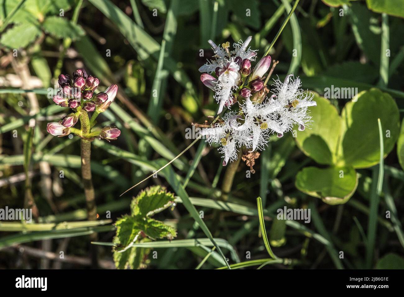Bog bean menyanthes trifoliata native marginal wetland plants hi-res ...