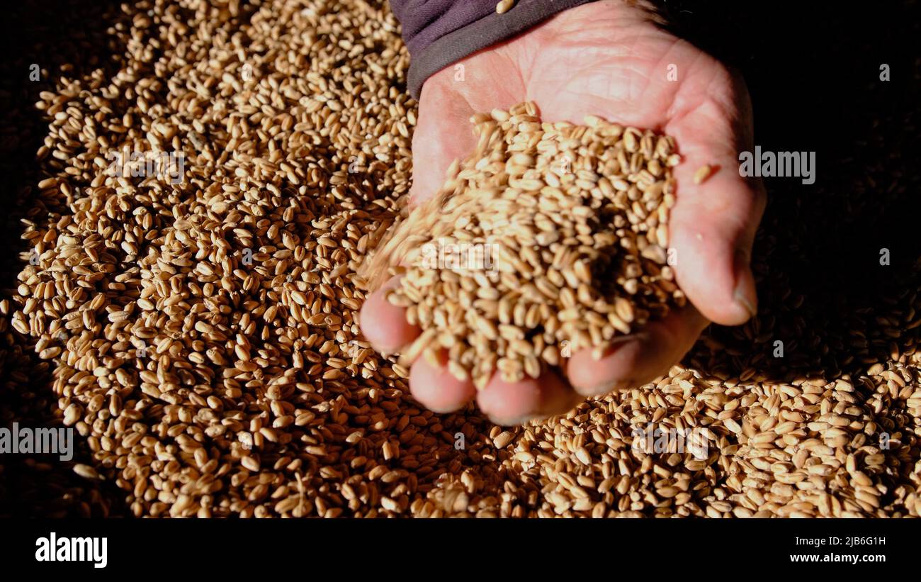 Hands with wheat farmer. Old man from the village showing the wheat ...