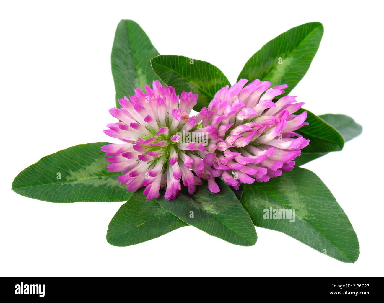 Clover flowers with green leaves, isolated on white background. Two red ...