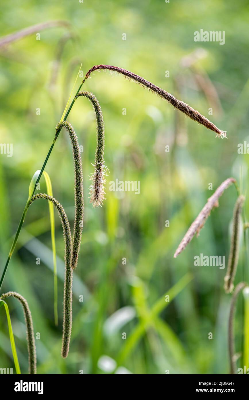 Drooping catkin like spikes hi-res stock photography and images - Alamy