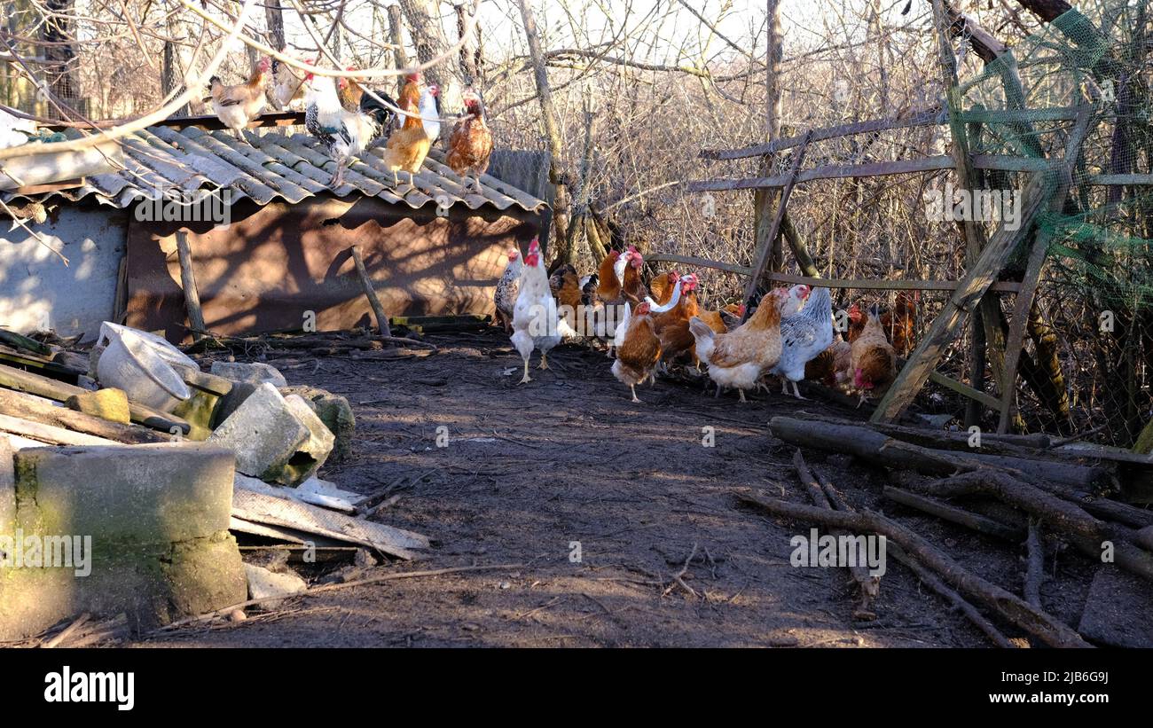 Chickens and roosters on the village farm in day time. Home Chickens ...