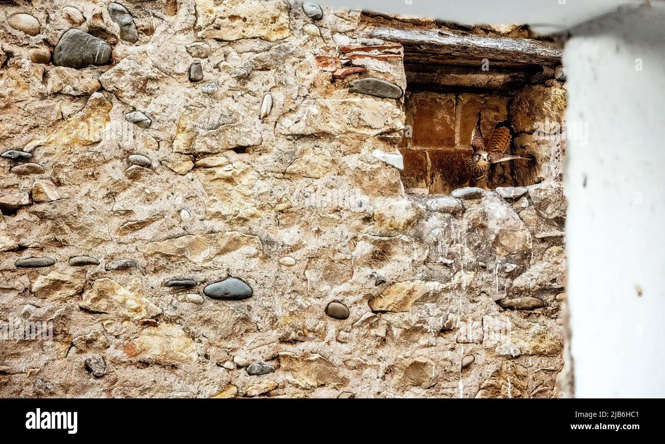 Hidden Kestrel nesting place in urban areas Stock Photo - Alamy