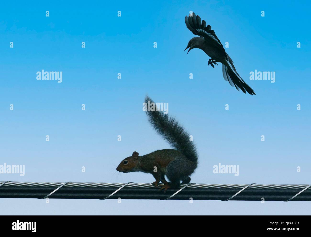Angry bird goes after a Squirrel Stock Photo - Alamy
