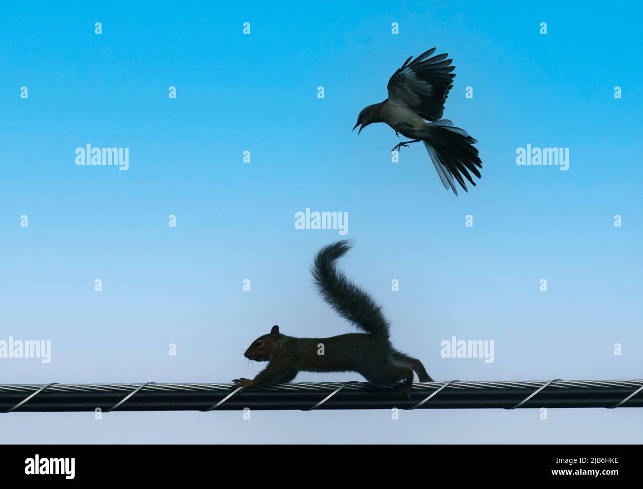 Angry bird hi-res stock photography and images - Alamy
