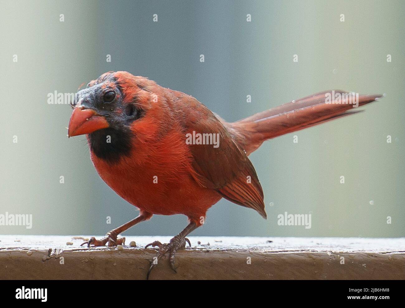 Molting Northern Cardinal on the backyard deck Stock Photo - Alamy