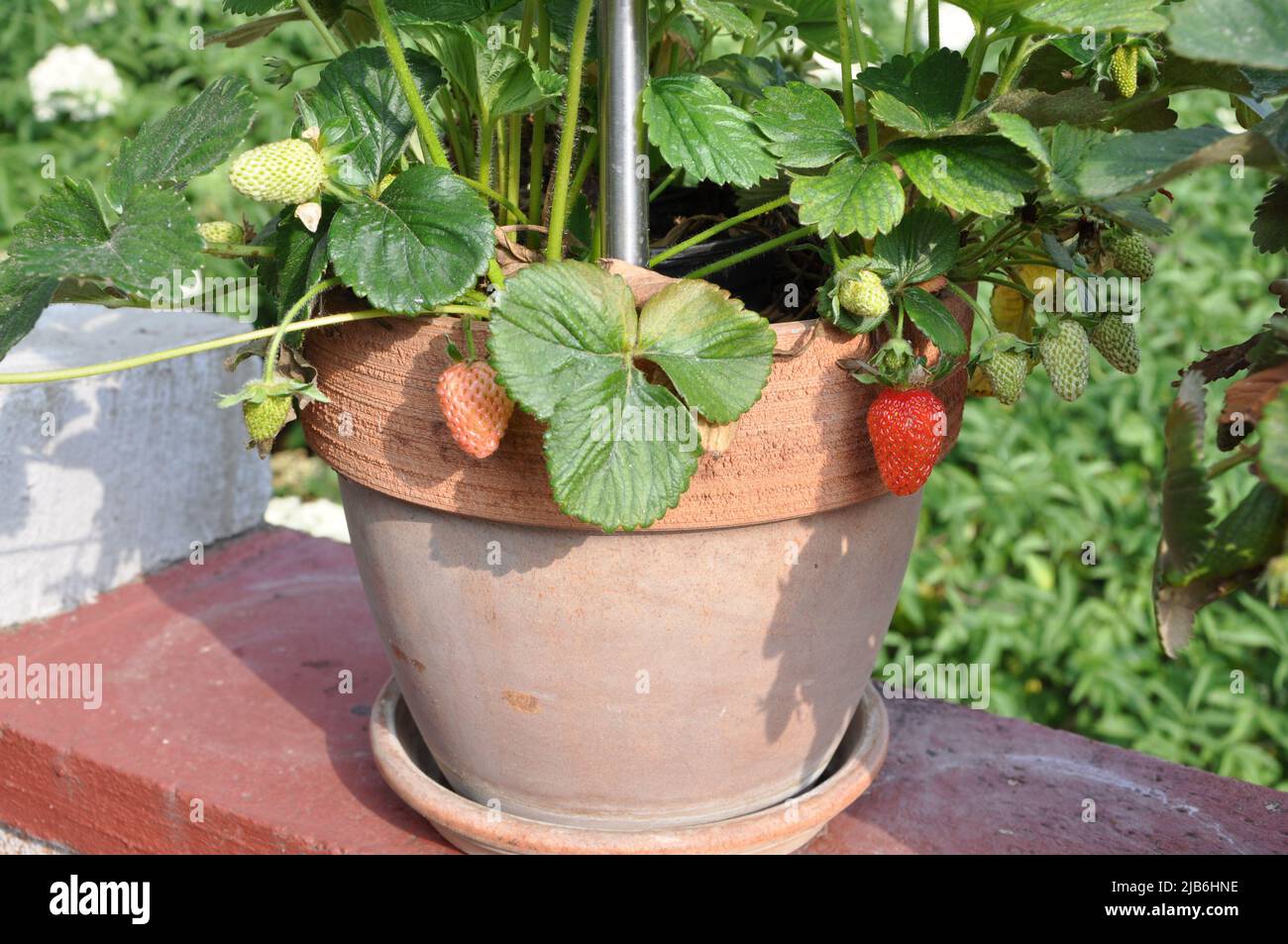 Strawberries plant in pots hi-res stock photography and images - Alamy